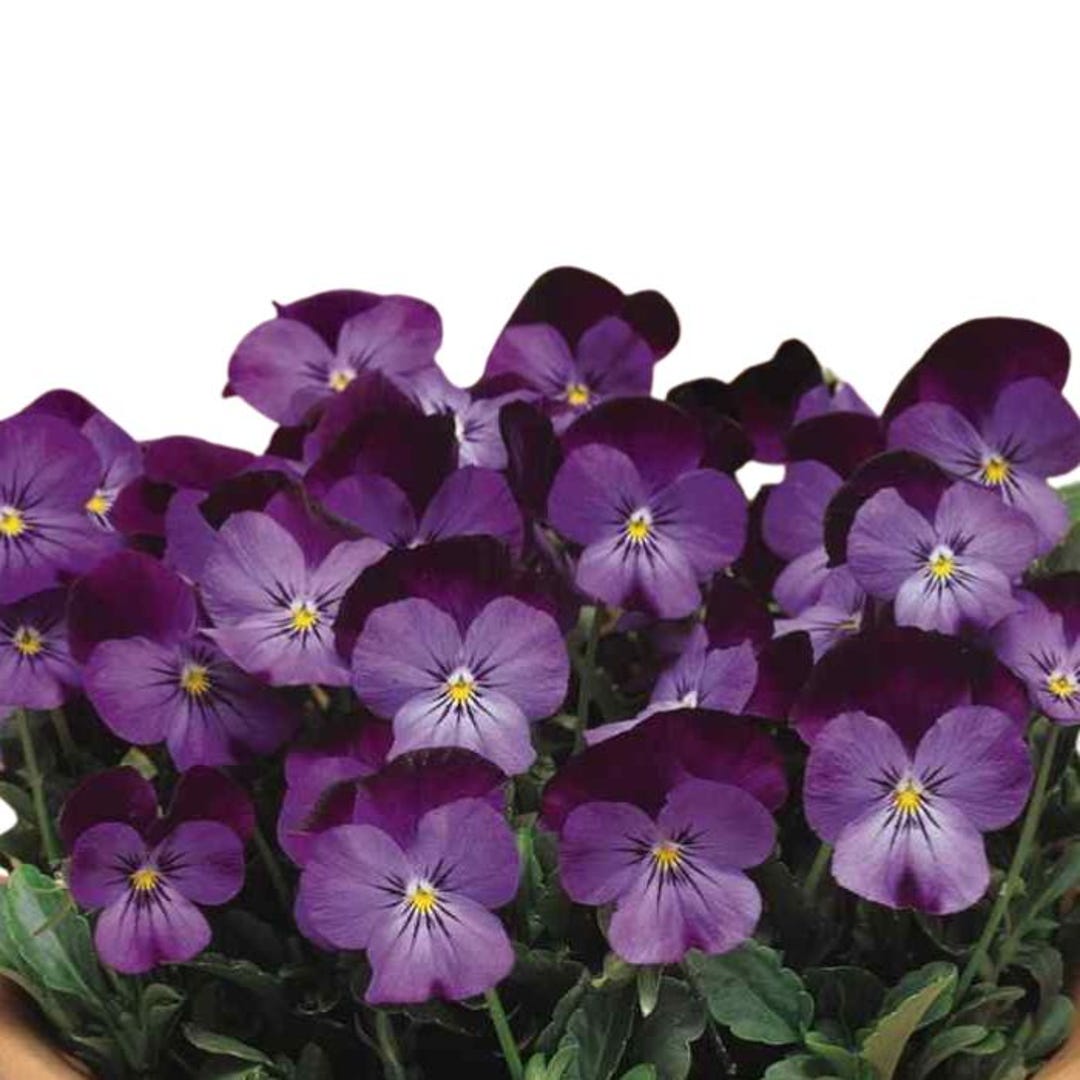 Viola Cornuta Large Flowered Admiration Seeds - Etsy