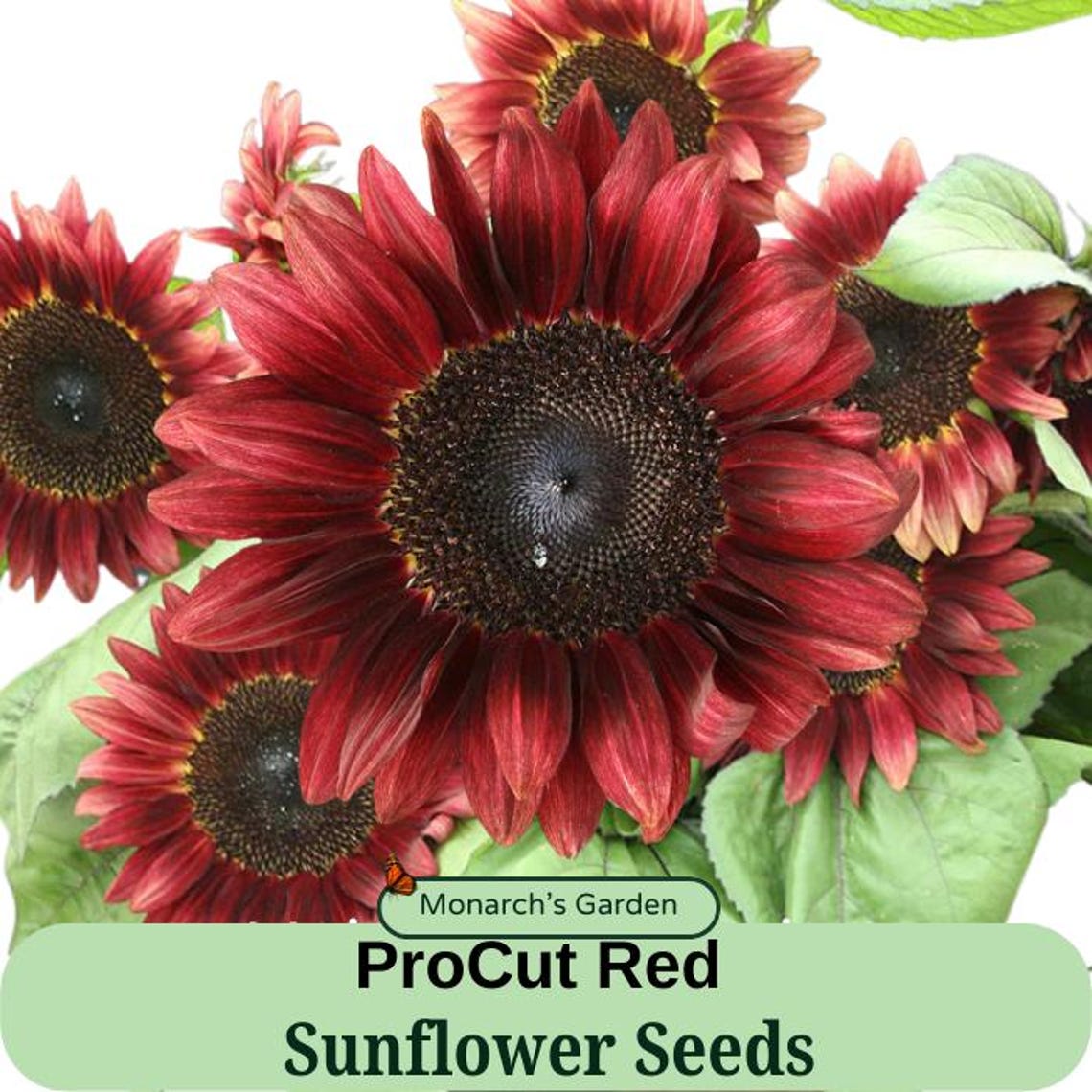 Procut Red Sunflower Seeds - Burgundy Petals, Single Stem (30 Seeds) - Etsy