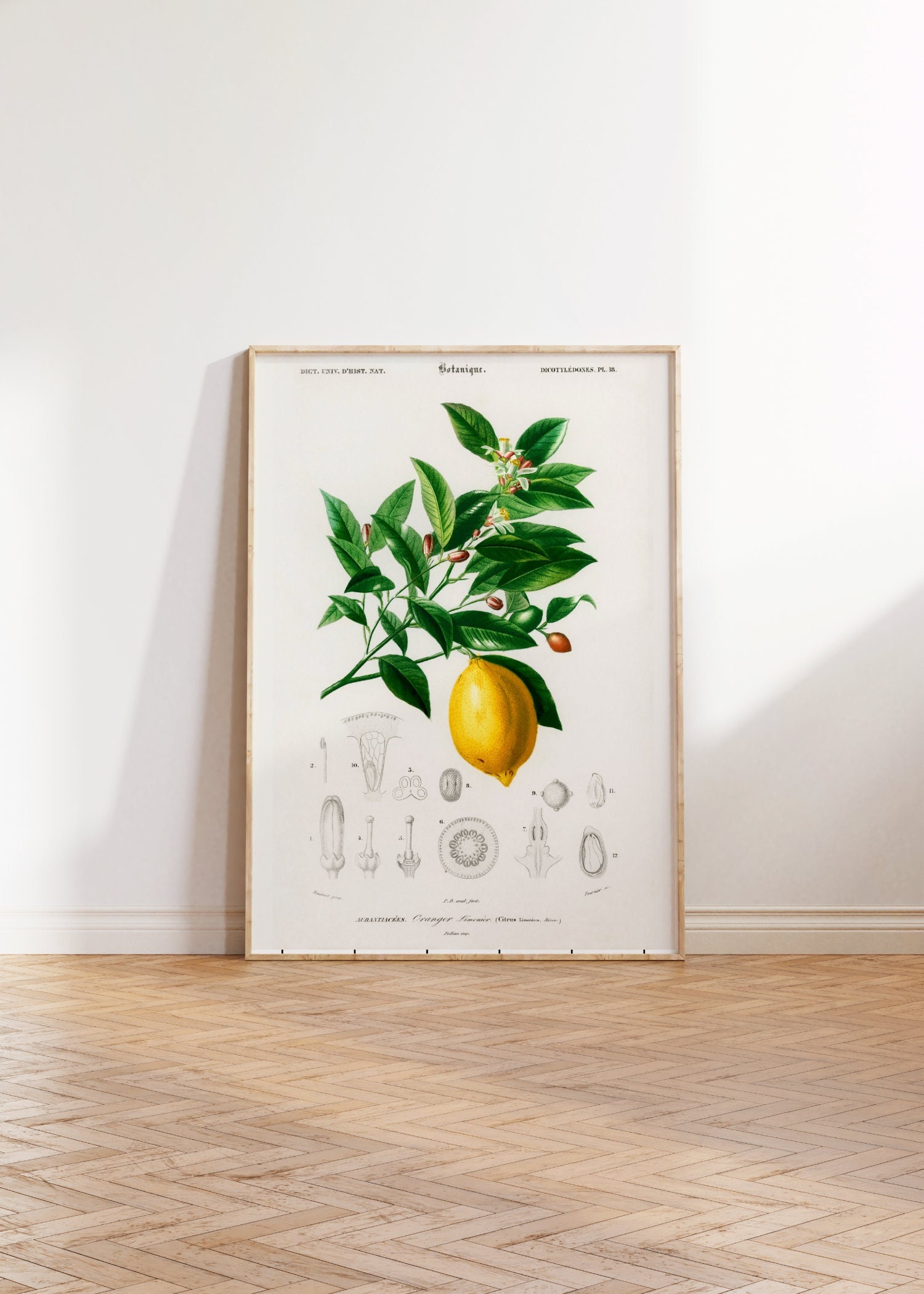 Vintage Lemon Art