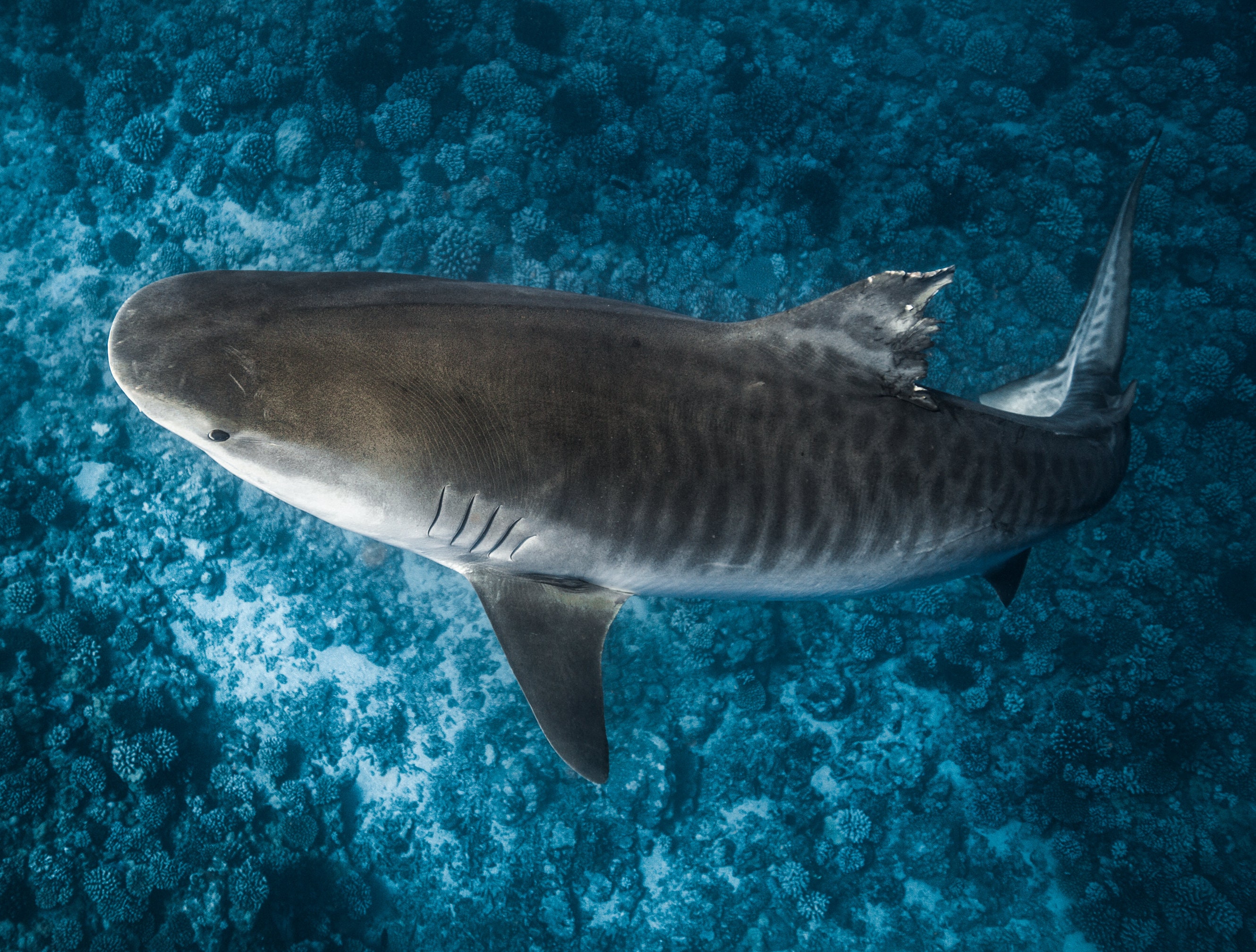 Tiger Shark in Tahiti on Metal - Etsy