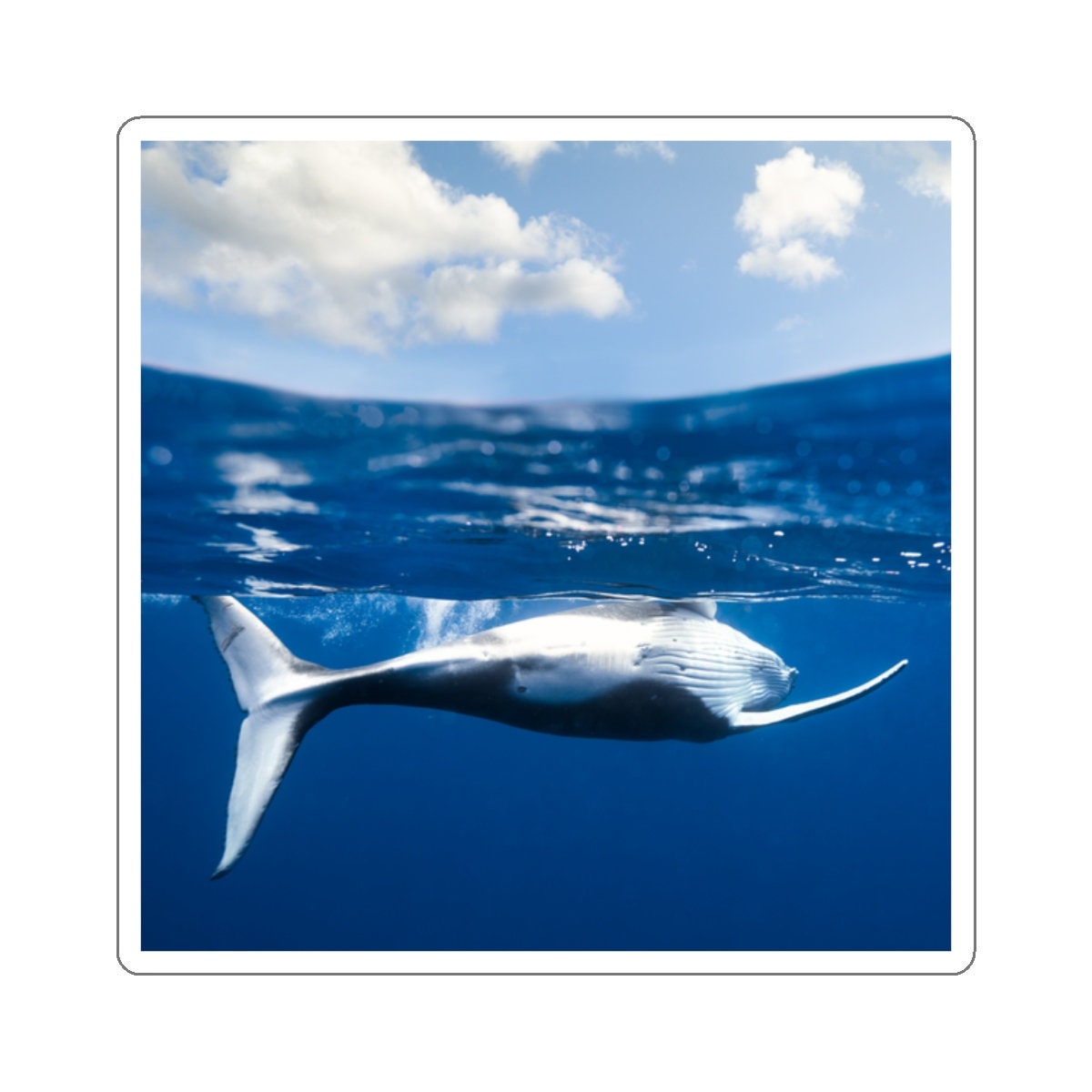 Humpback Whale Sticker - Etsy