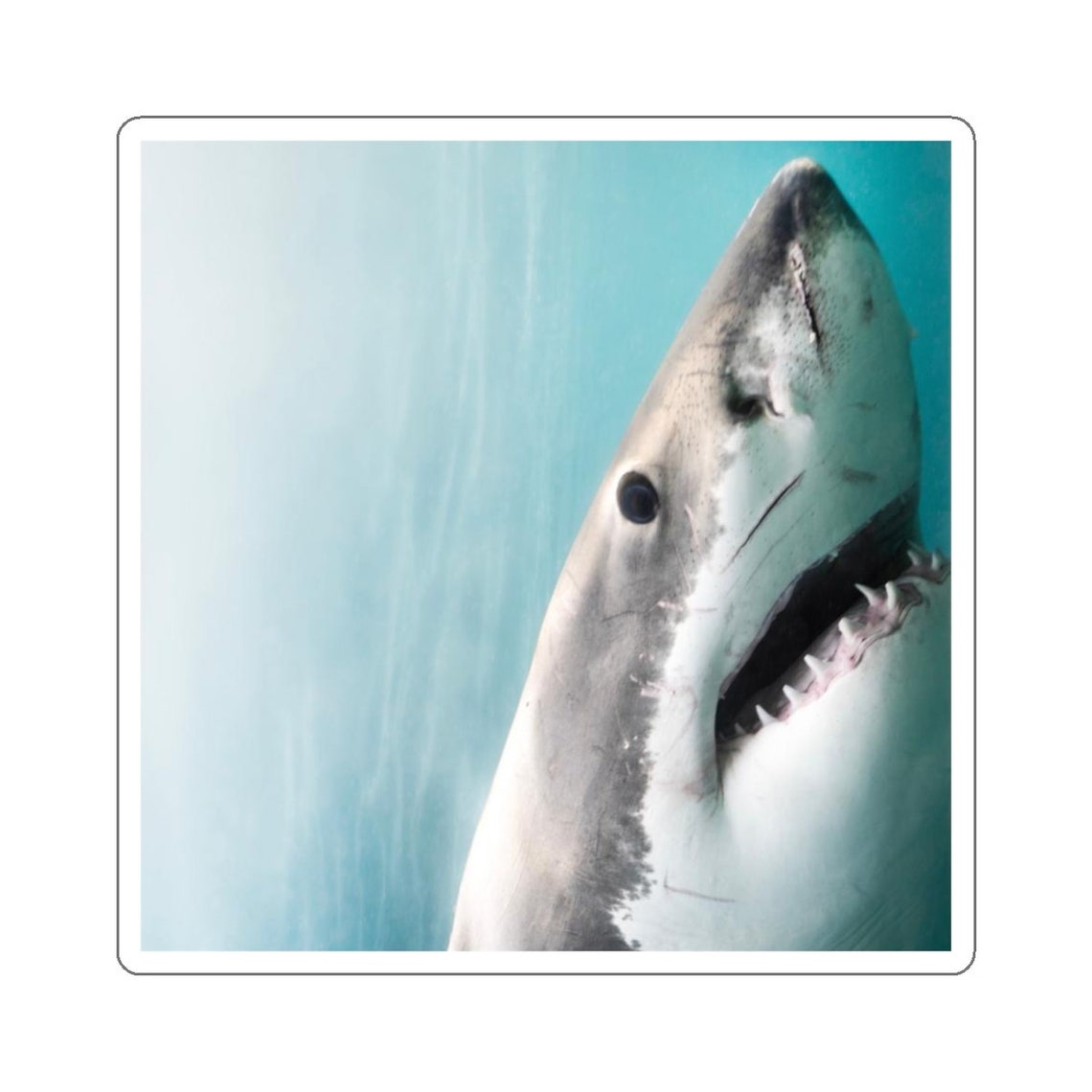 Great White Shark Sticker - Etsy