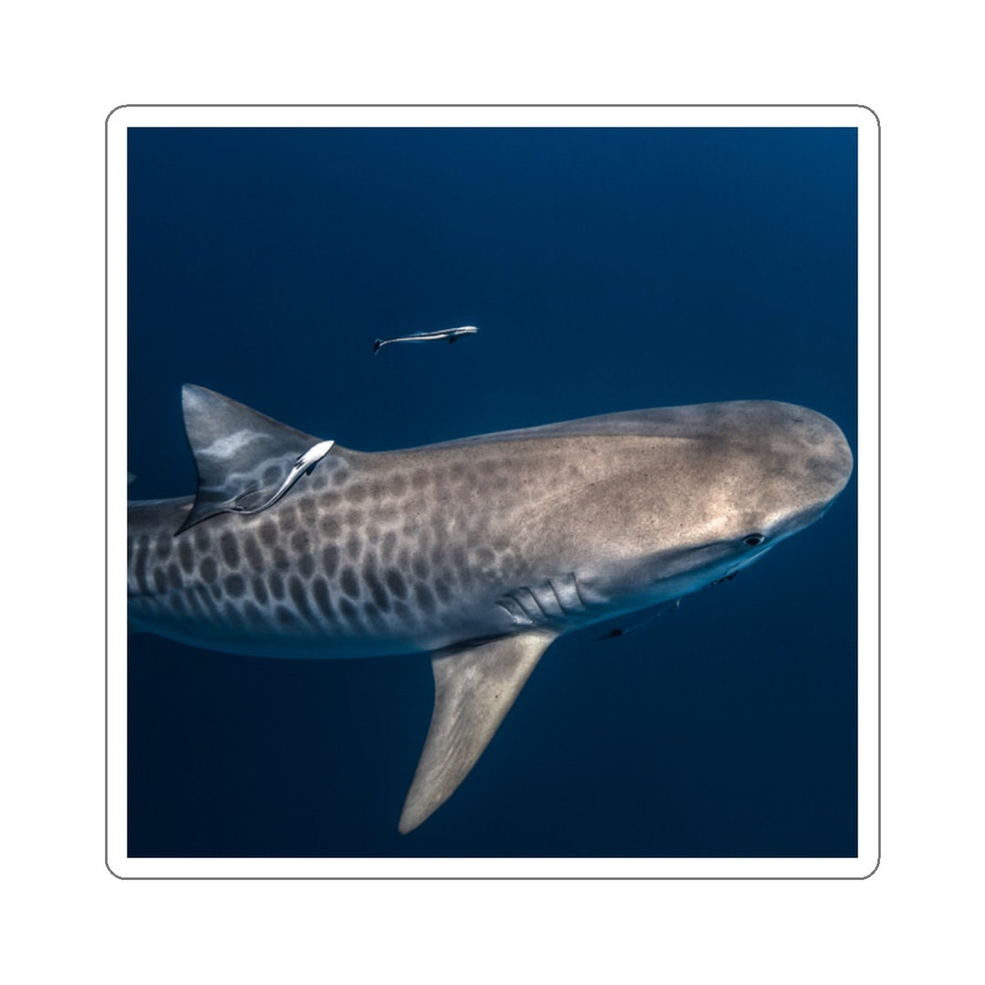 Tiger Shark Sticker - Etsy