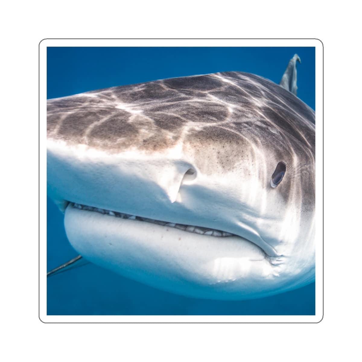 Tiger Shark Face Sticker - Etsy