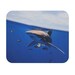 Oceanic White Tip Shark Mouse Pad - Etsy