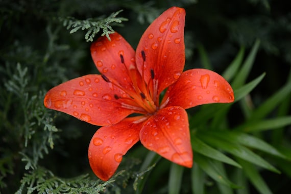 Red Lily With Rain Drops Flower Photo DIGITAL DOWNLOAD - Etsy
