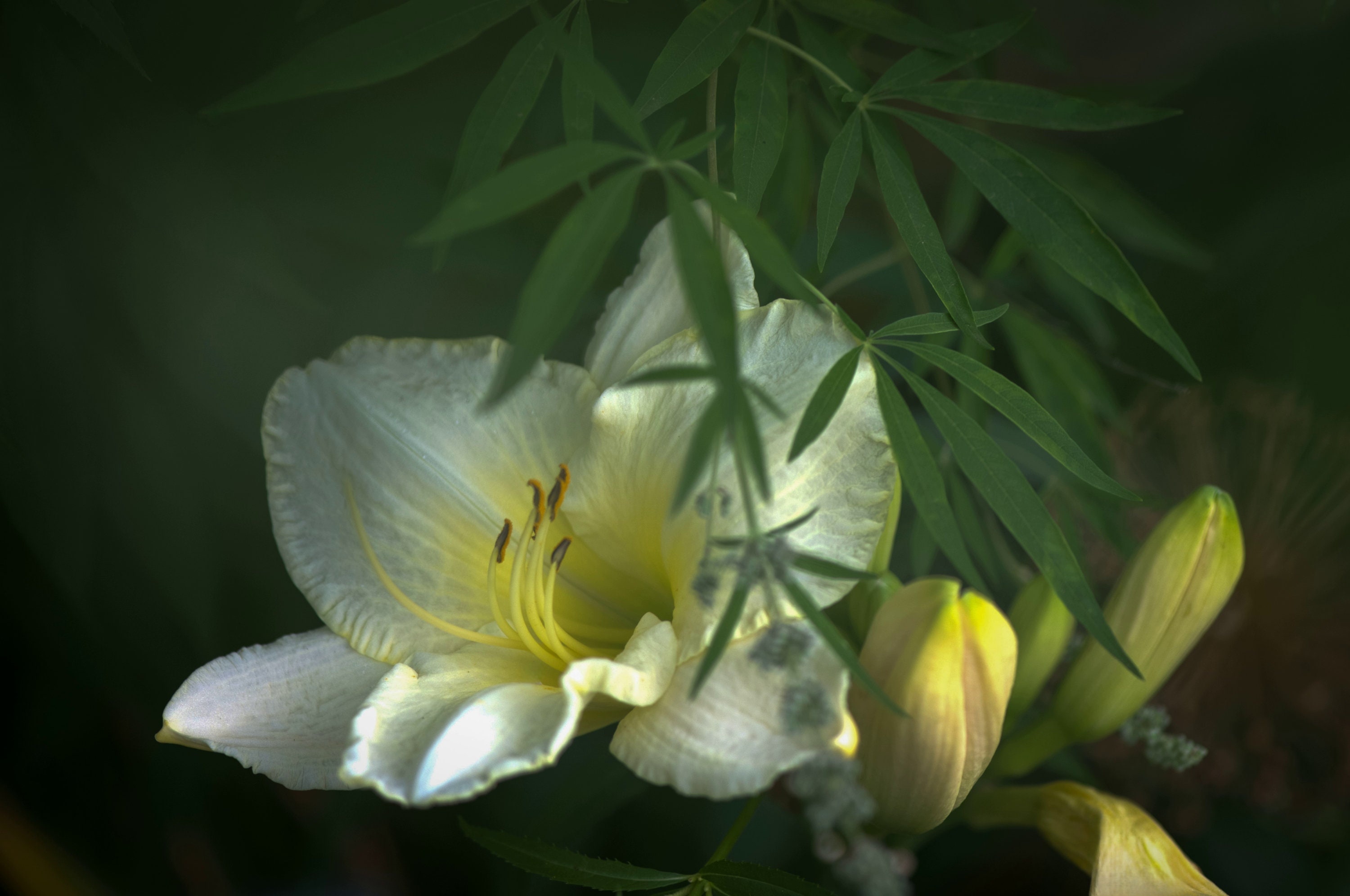 Digital Download Photo, Lily Flower Photo - Etsy