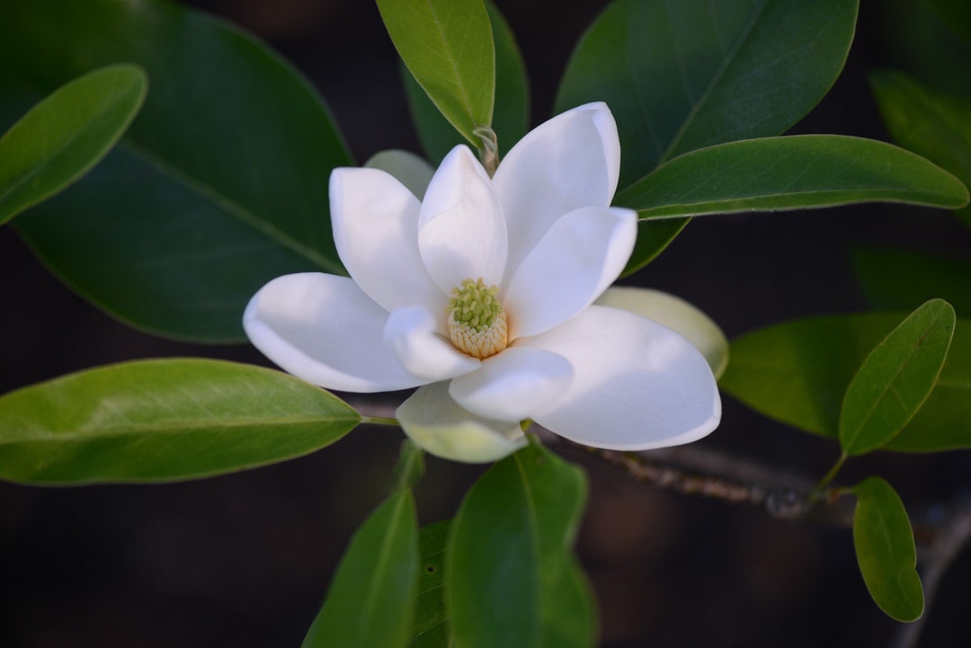 Digital Download, Magnolia Flower Photo, Nature Photography, Flower ...