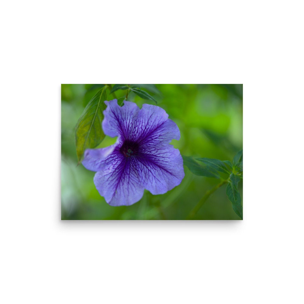 Photo Paper Poster Petunia Flower - Etsy