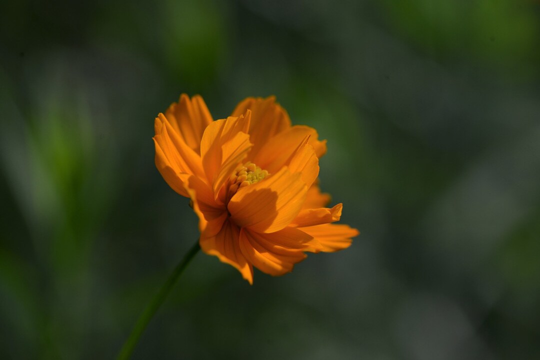 Digital Download Photo, Orange Cosmos at Sunset Flower Photo, Flower ...