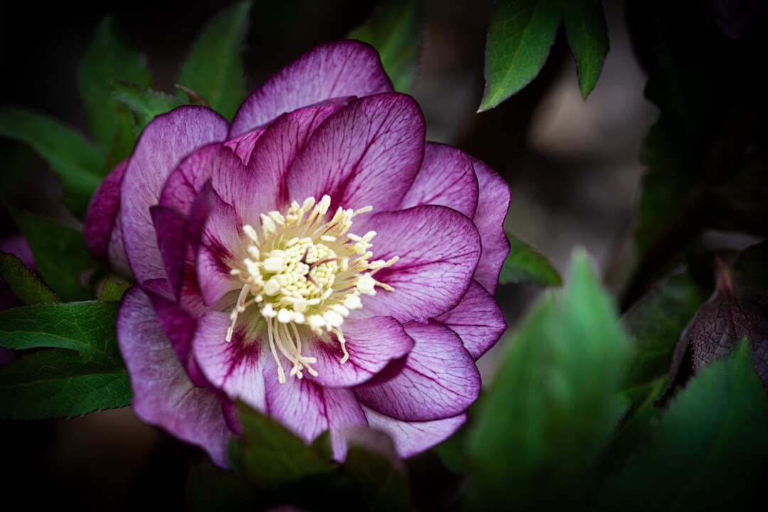 Digital Download Photo, Helleborus Flower Photo - Etsy