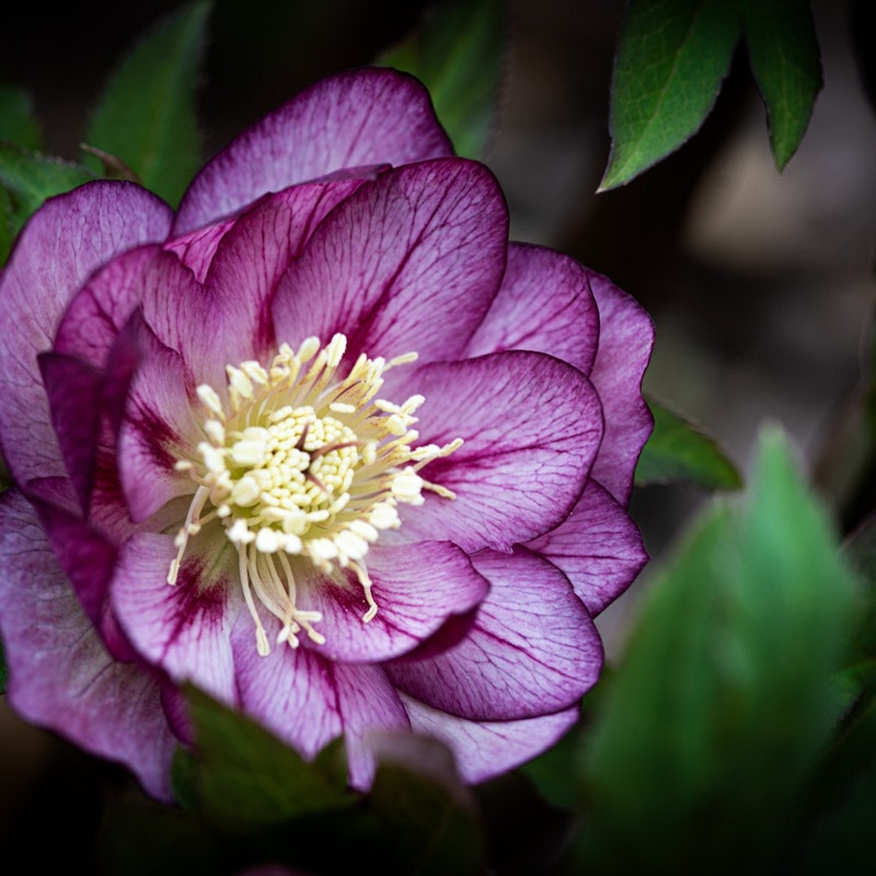 Hellebore Plant Live - Etsy