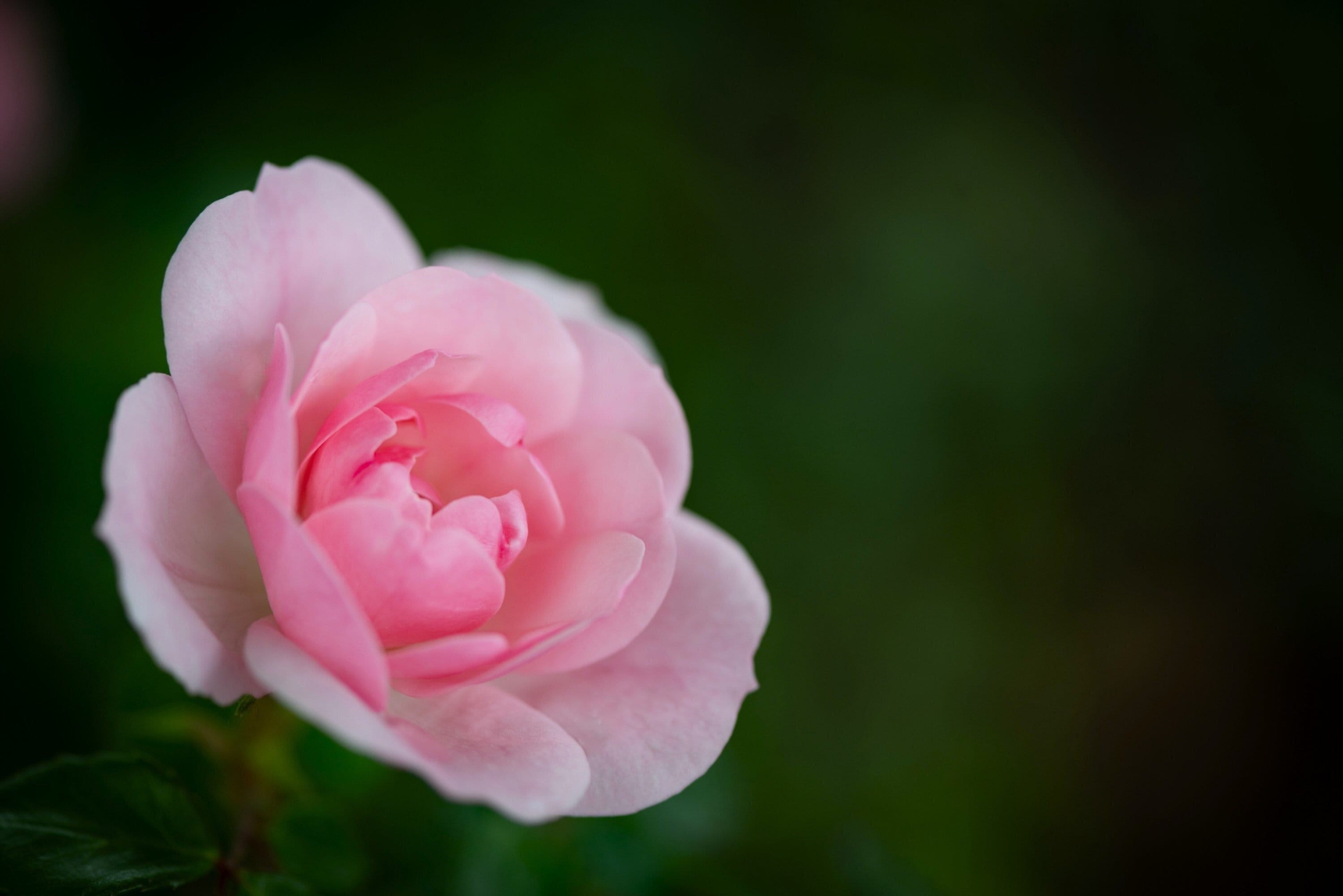 Digital Download Photo, Pink Rose Flower Photo - Etsy