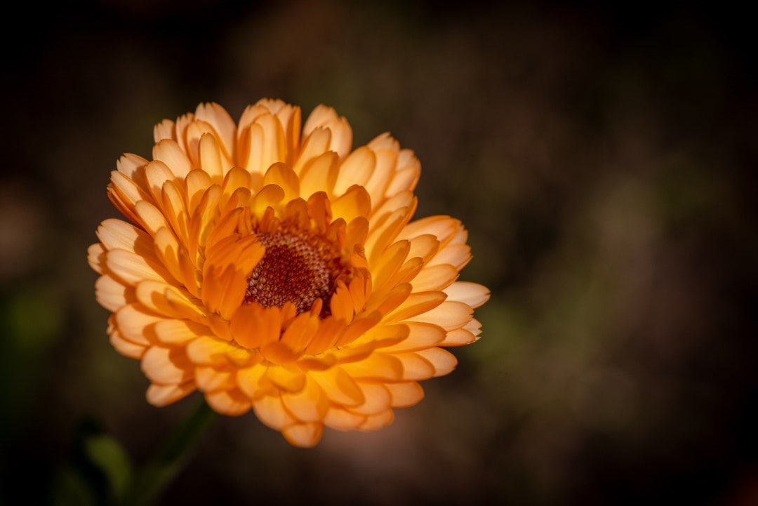 Digital Download Photo, Orange Flower Photo - Etsy