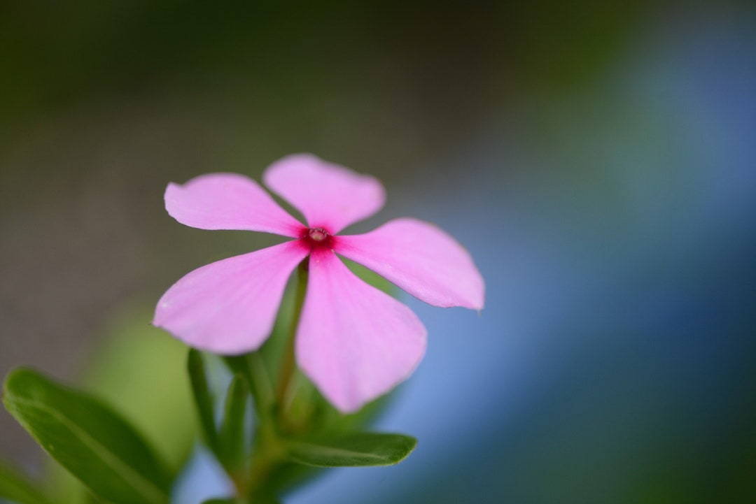 Digital Download Photo, Pink Periwinkle Flower Photo, Nature ...