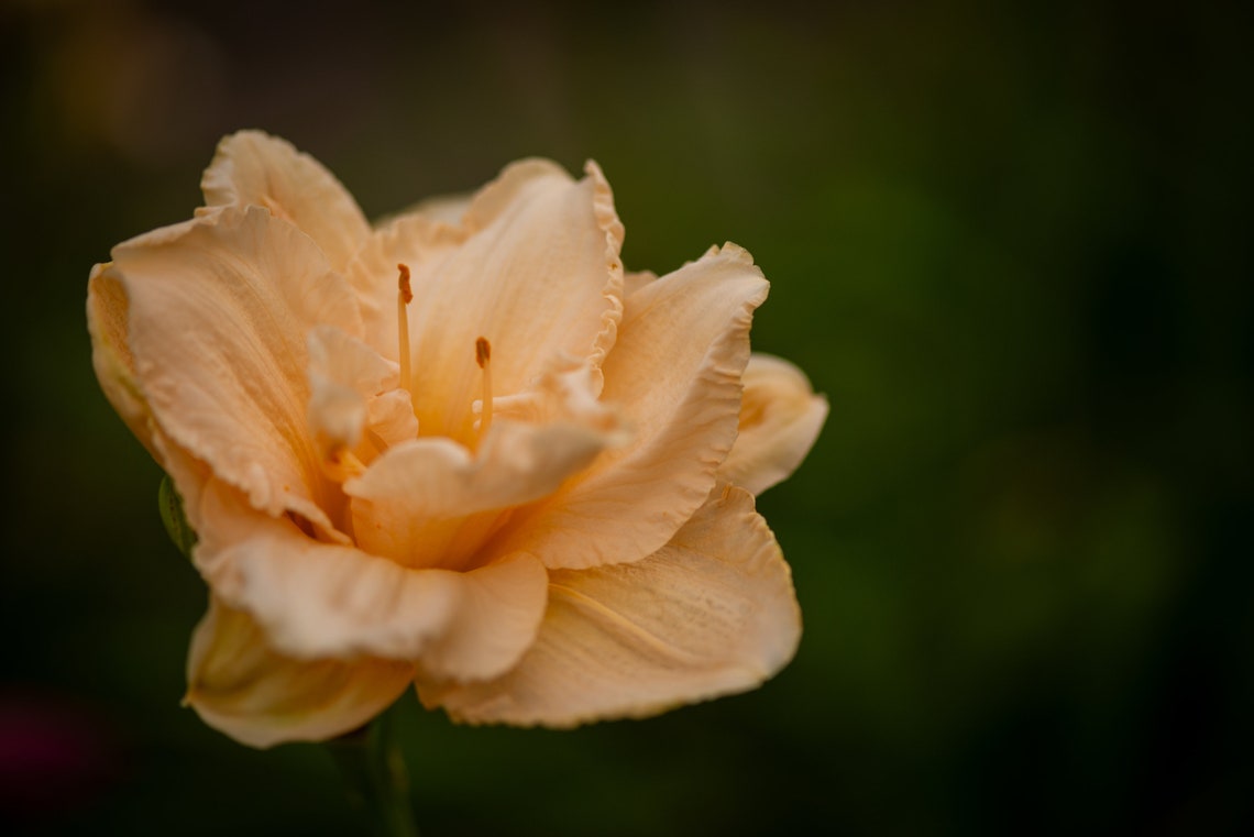 Digital Download Photo, Peach Lily Flower Photo - Etsy