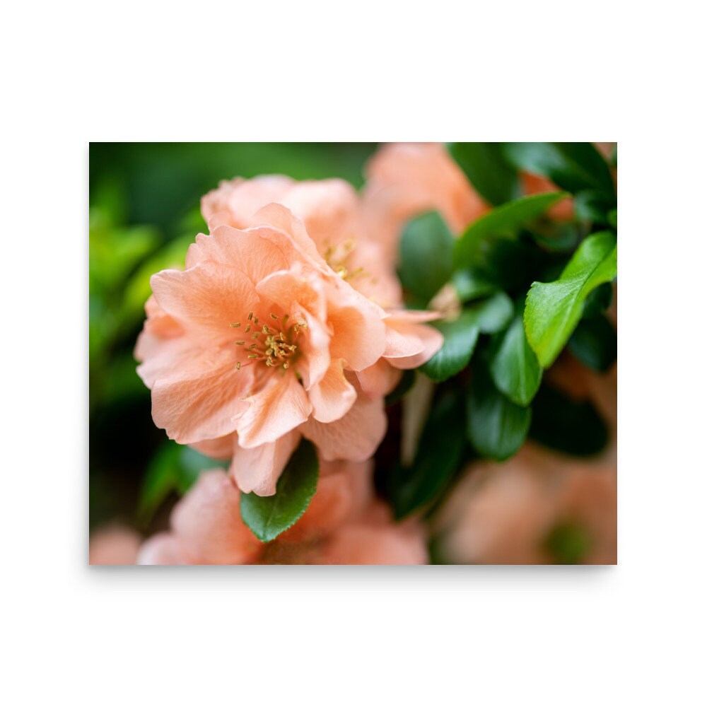 Photo Paper Poster Peach Quince Flowers - Etsy