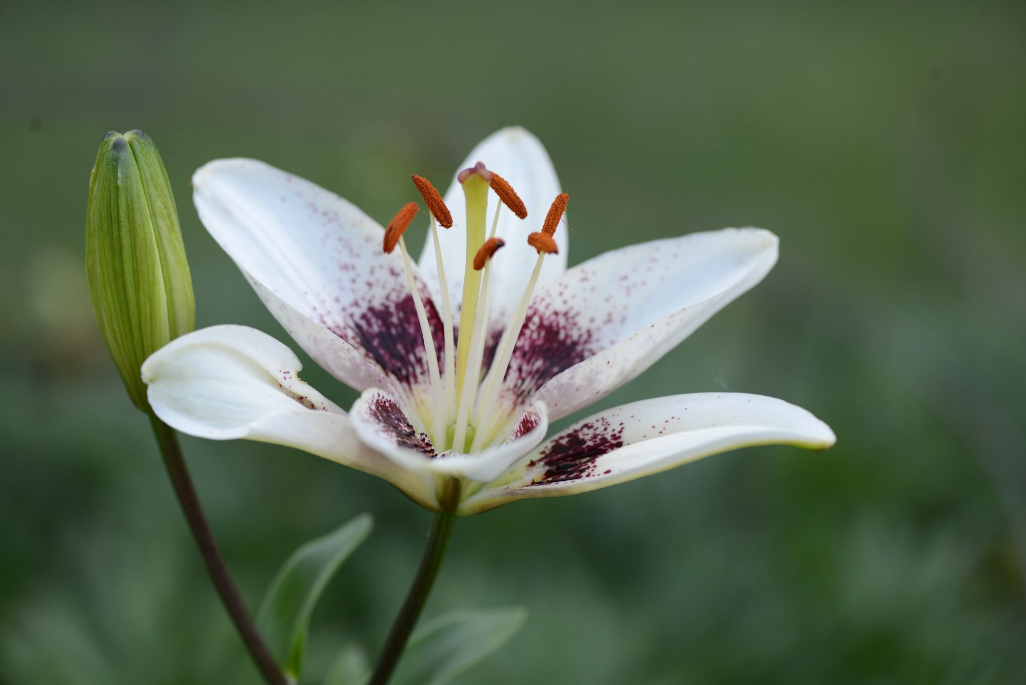 Lily Flower Photo, DIGITAL DOWNLOAD, Nature Photography - Etsy