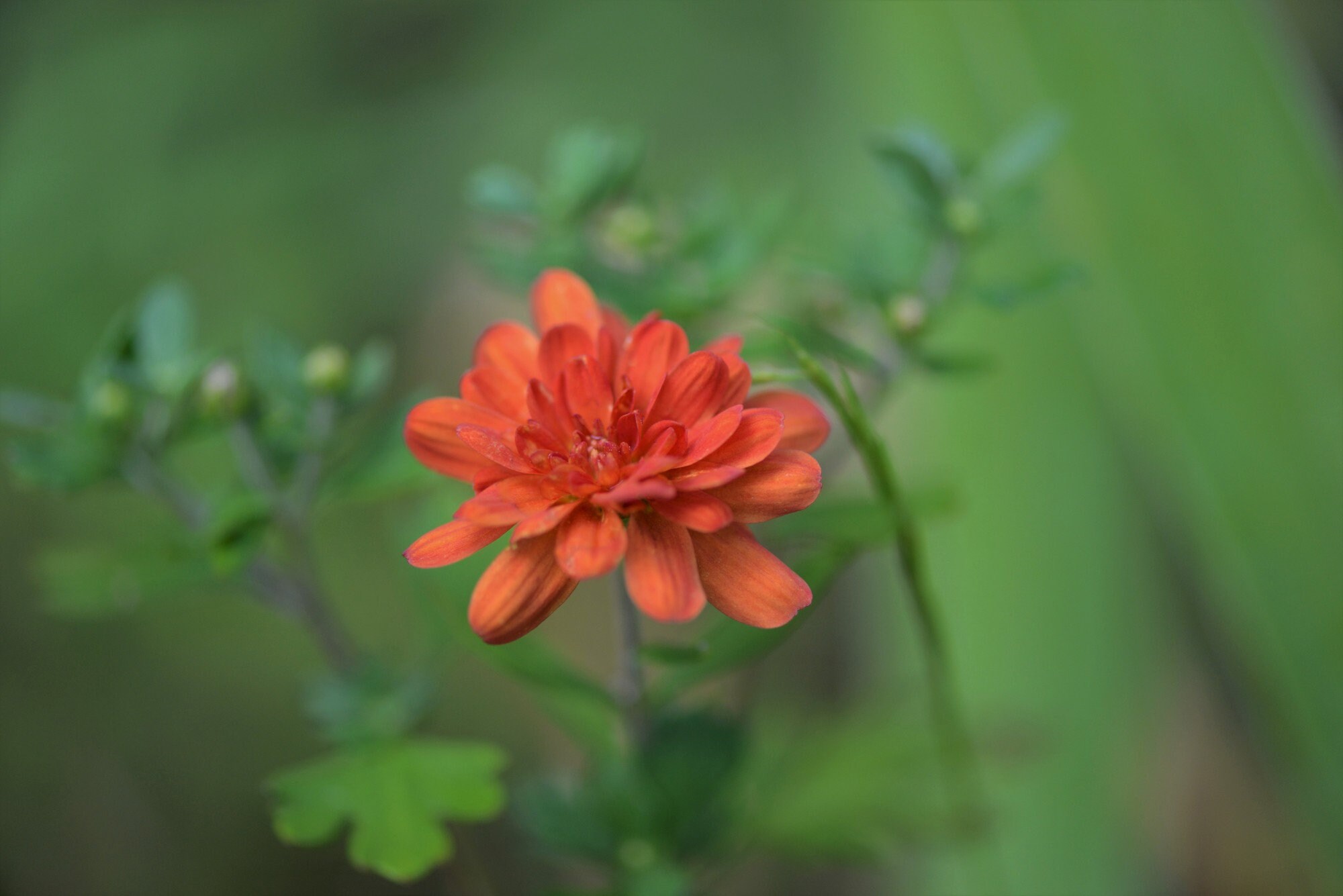Digital Download Photo Orange Flower Photo Nature - Etsy