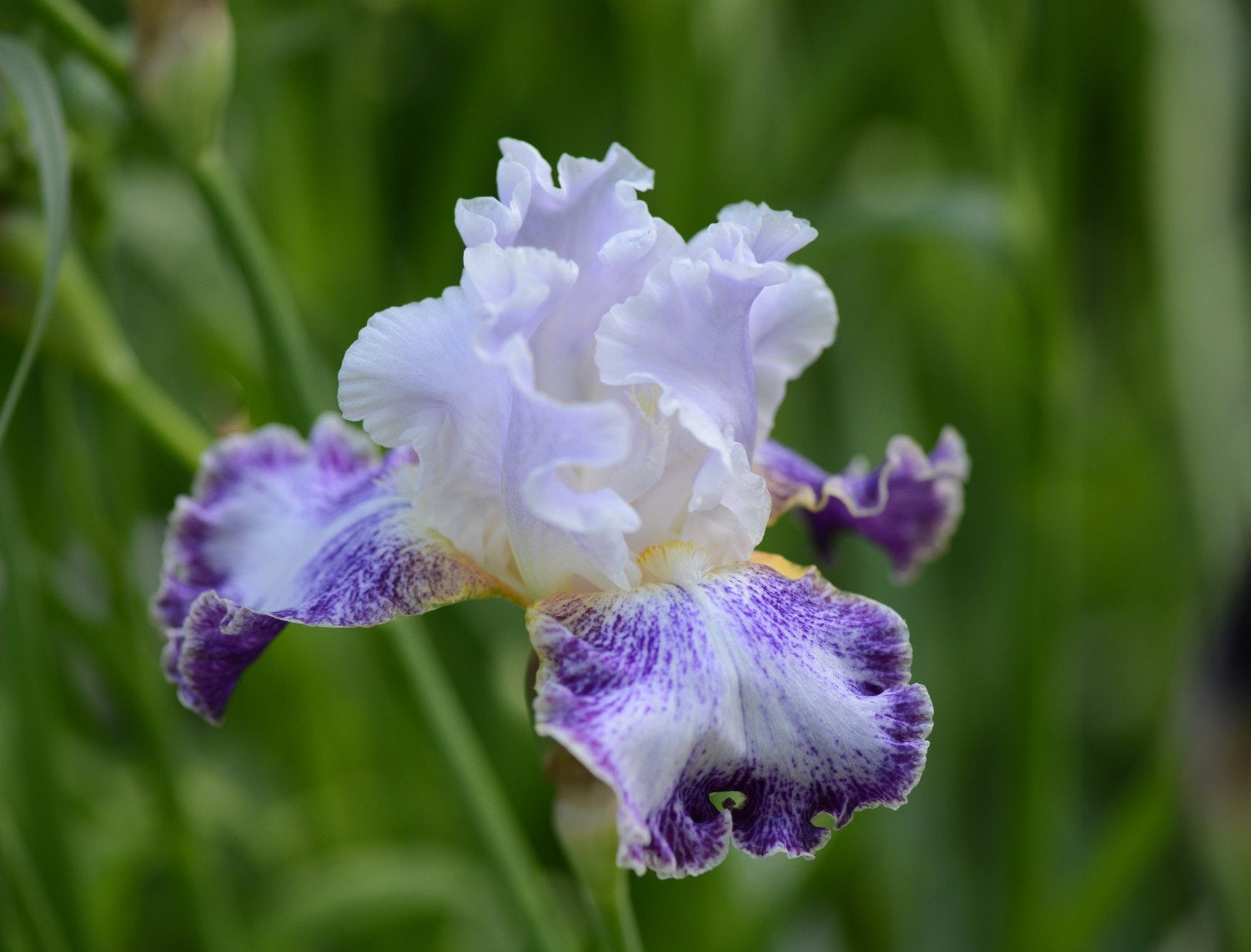 Iris Flower Photo, DIGITAL DOWNLOAD, Nature Photography, Flower ...