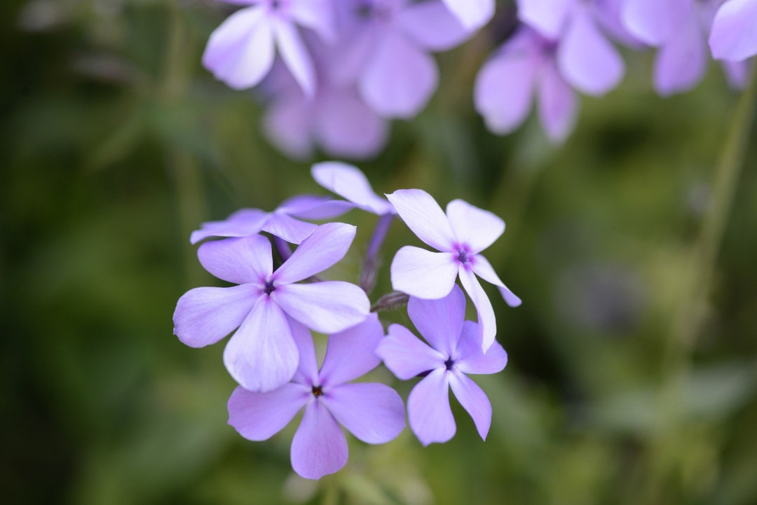 Digital Download Photo, Circle of Purple Flowers Photo - Etsy