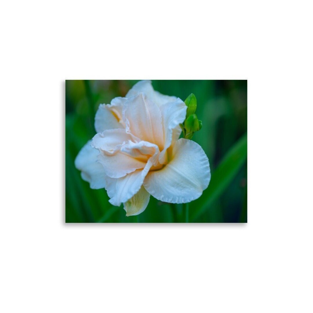 Photo Paper Poster Peach Lily Flower - Etsy