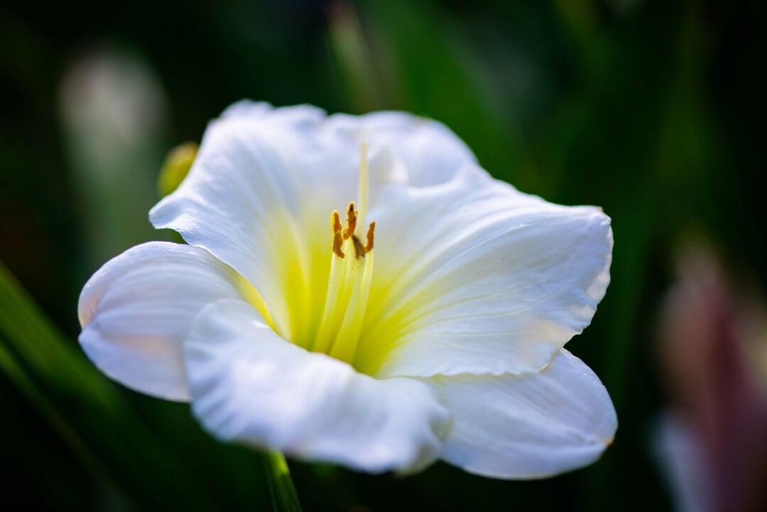 Digital Download Photo, White Lemonade Lily Flower Photo - Etsy