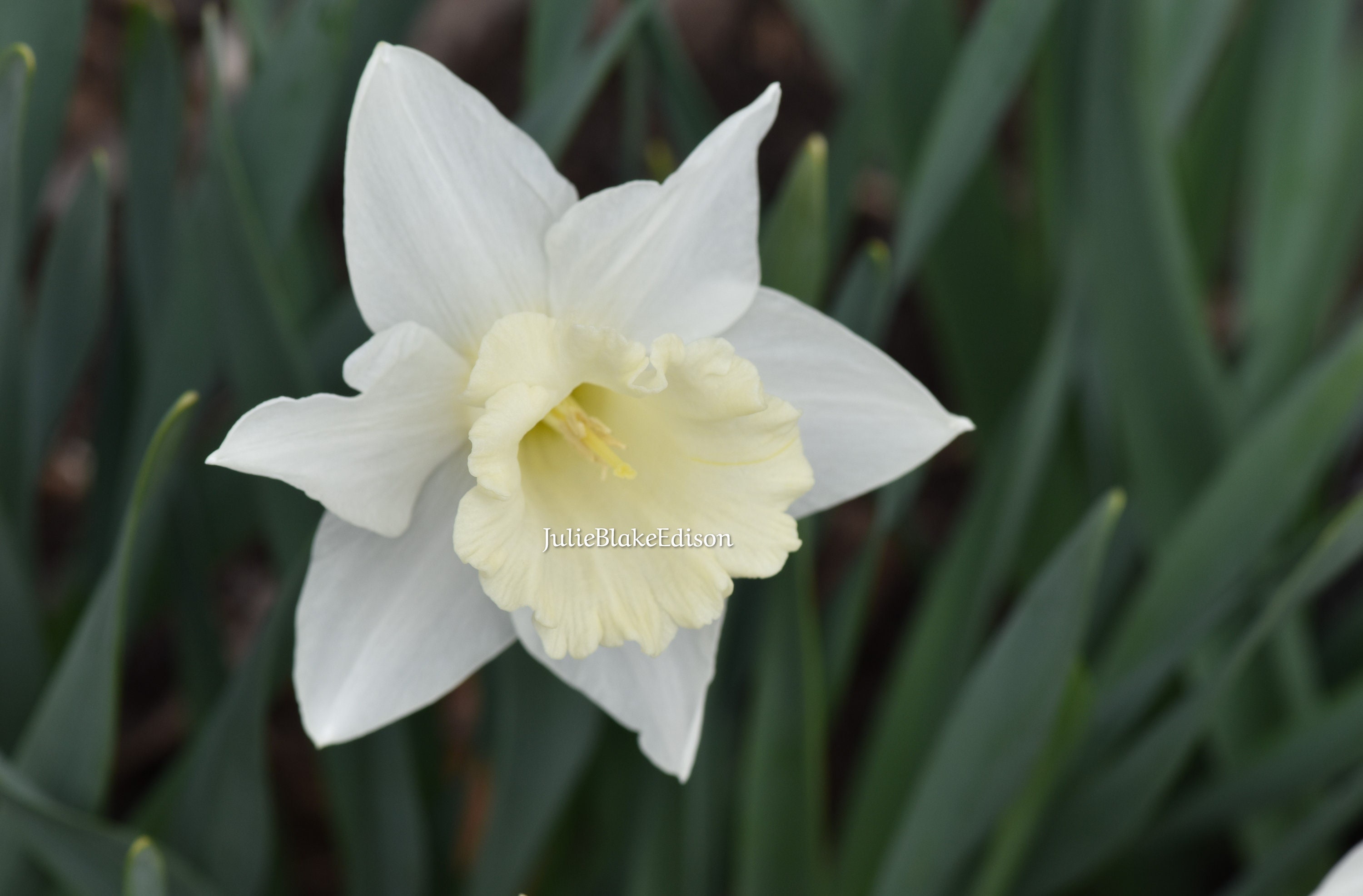White Daffodil Photo. DIGITAL Download Only. Flower Photography. Nature ...