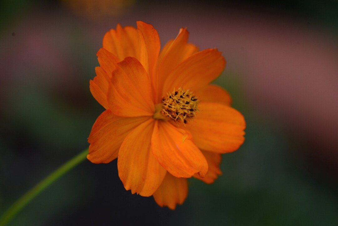 Digital Download Photo, Orange Cosmos Flower Photo, Flower Photography ...