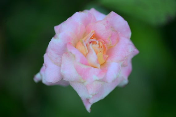 Light Pink and Yellow Rose Photo DIGITAL DOWNLOAD Nature - Etsy