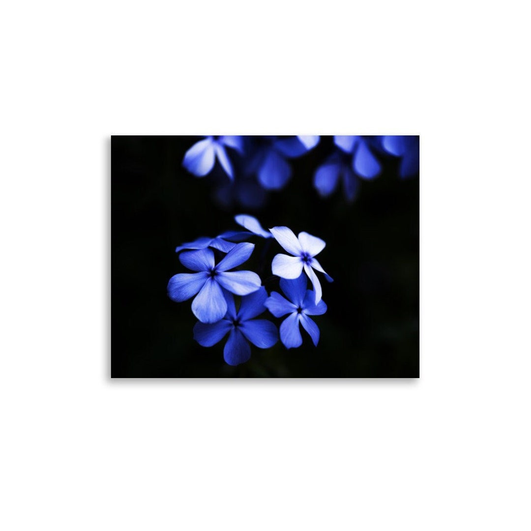 Photo Paper Poster, Blue Flowers Poster - Etsy