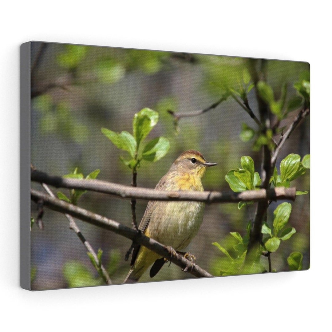 Palm Warbler Canvas Print - Etsy