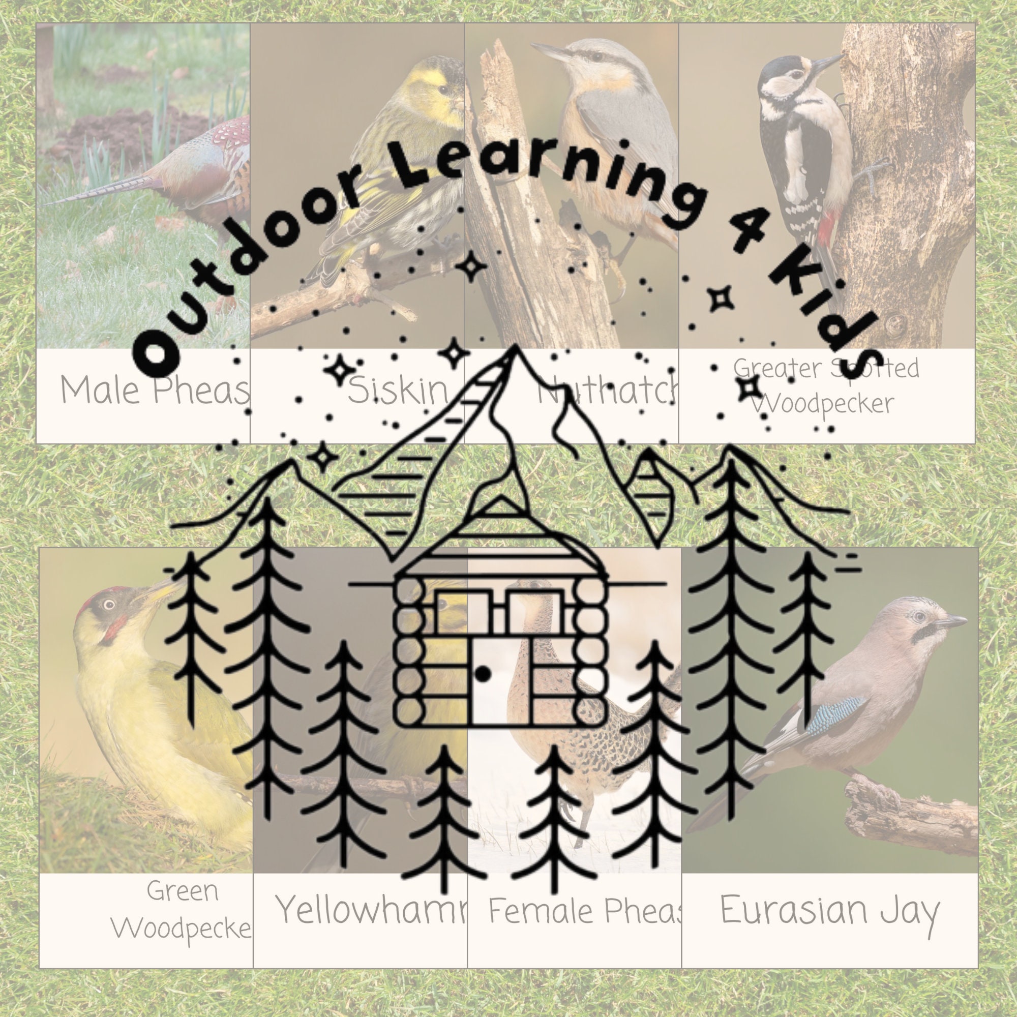 Digital Woodland Bird Flashcards, Forest School, Flashcards, Printable ...