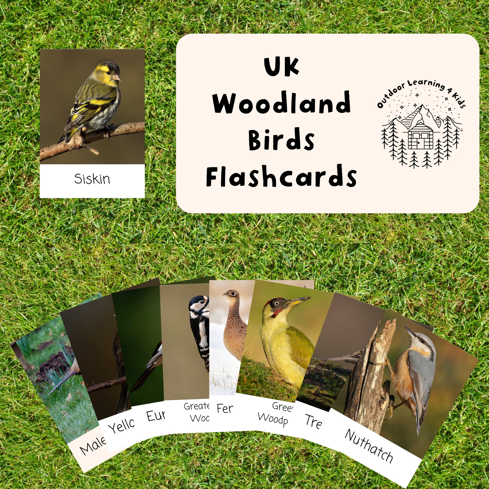 Digital Woodland Bird Flashcards, Forest School, Flashcards, Printable ...
