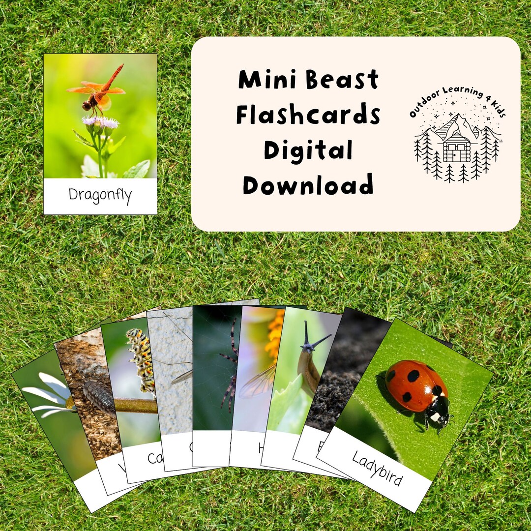 Digital Minibeast Flashcards, Forest School, Flashcards, Printable, Outdoor Learning, EYFS ...