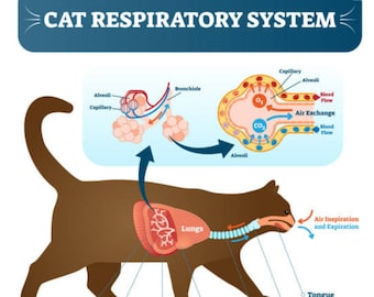 Vet Med Microanatomy: Respiratory System - Etsy