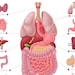 Internal Organ Chart - Etsy
