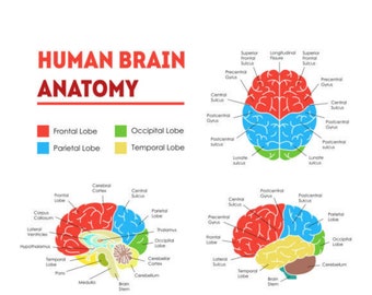 Brain Anatomy and Physiology Nursing Student Study Guide Digital ...