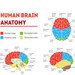 HUMAN BRAIN ANATOMY - Etsy