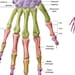 Hand Bone Diagram Color Chart - Etsy