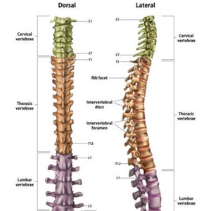 vertebrae numbers human