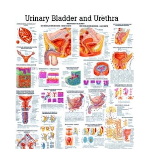 URINARY BLADDER and URETHRA Chart and Study Guide - Etsy