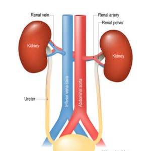 Urinary System Chart - Etsy