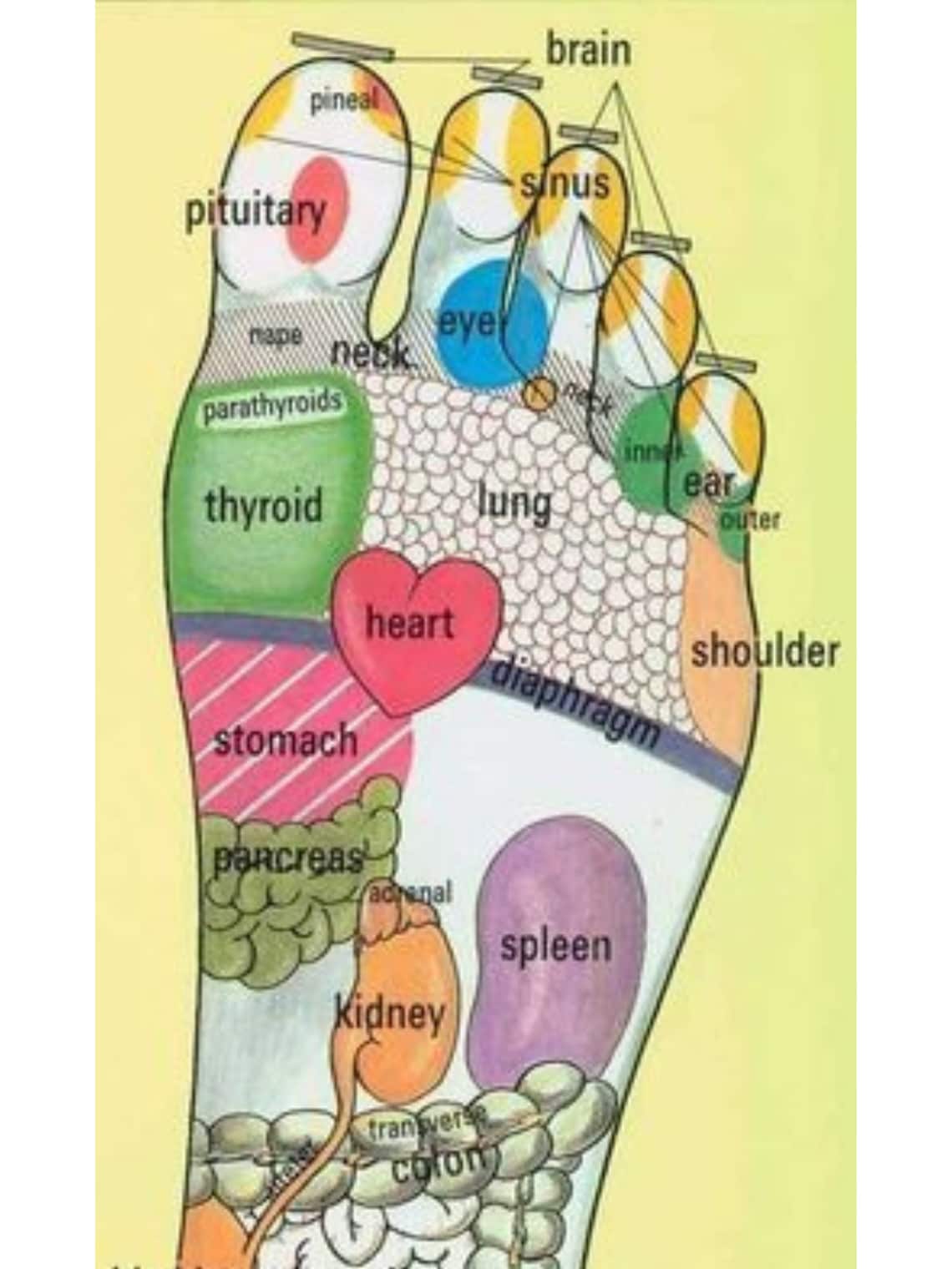 5 Reflexology Charts Bundle Pack for Massage and Acupuncture - Etsy Canada