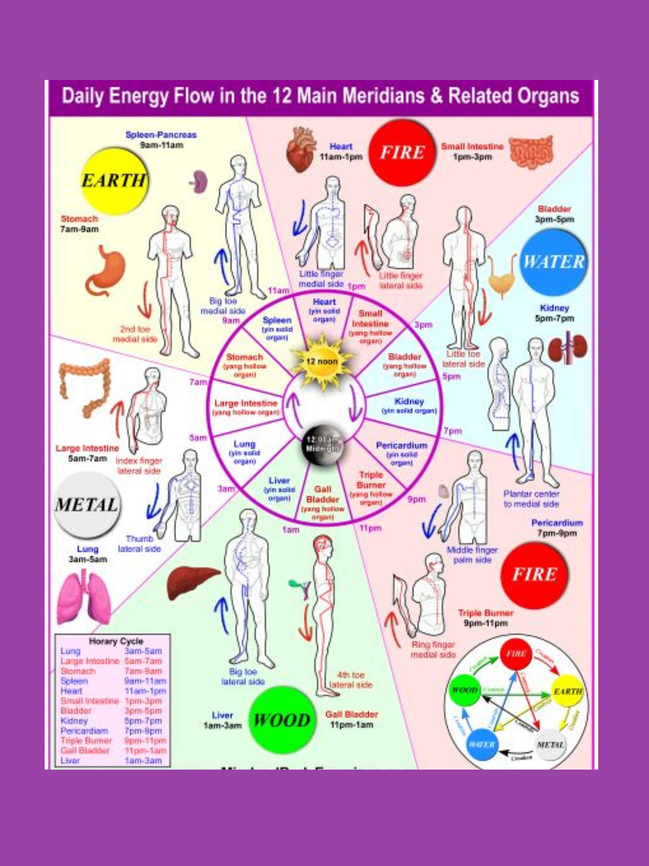 Daily Energy Flow in the 12 Main Meridians - Etsy UK