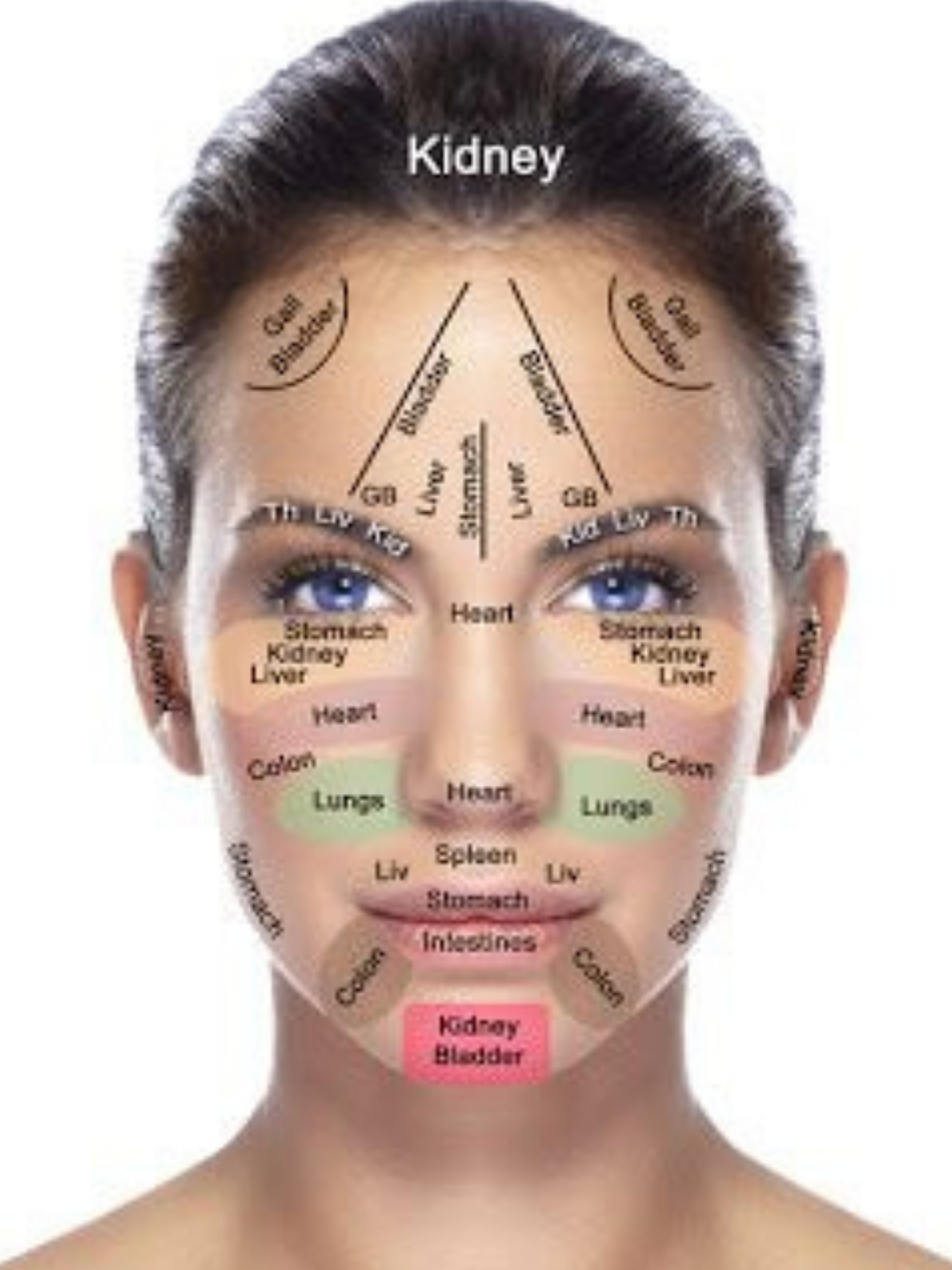 Face Reflexology Chart for Massage and Acupuncture - Etsy