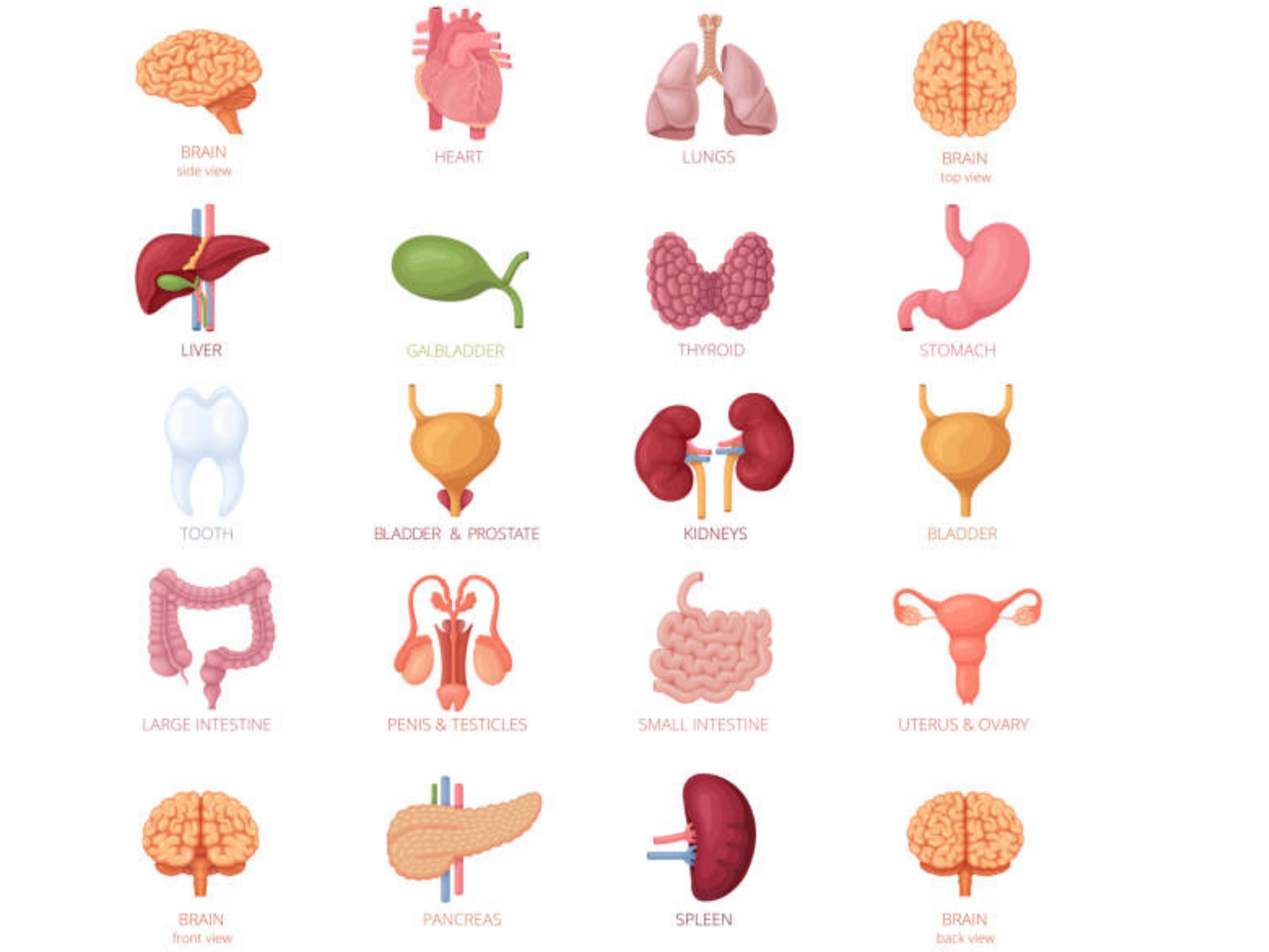20 Organs of the Human Body Chart - Etsy