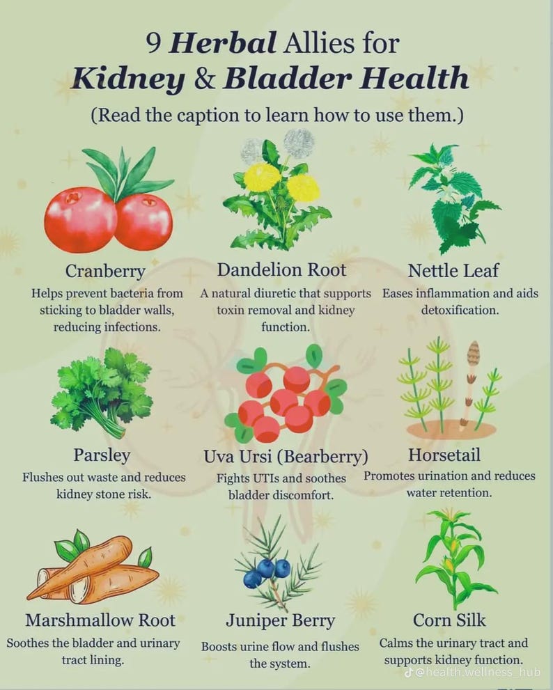 9 HERBS for Kidney and Bladder Health - Etsy