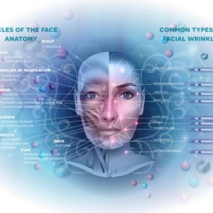 Face Muscles and Wrinkles Chart - Etsy