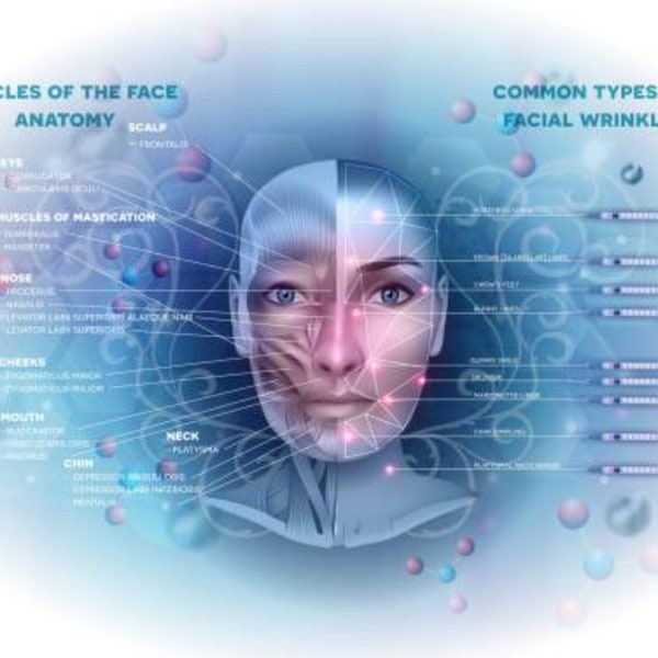 Face Muscles and Wrinkles Chart - Etsy